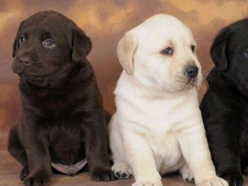 Лабрадорчики