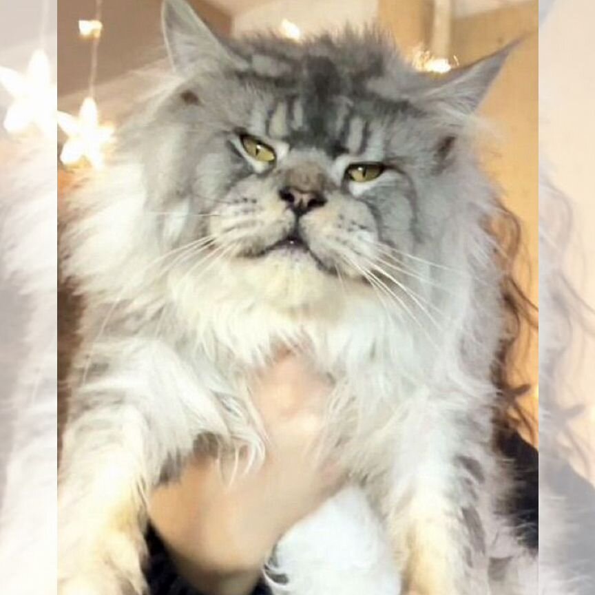 Мачо мейн-кун