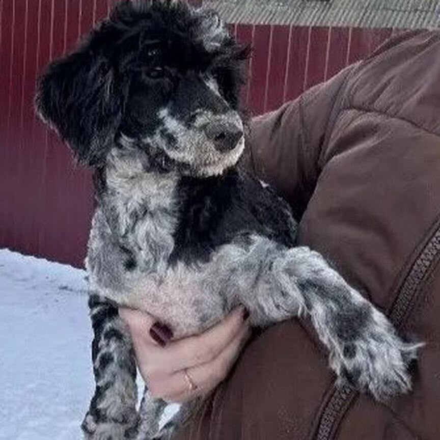 Той-пудель, щенок