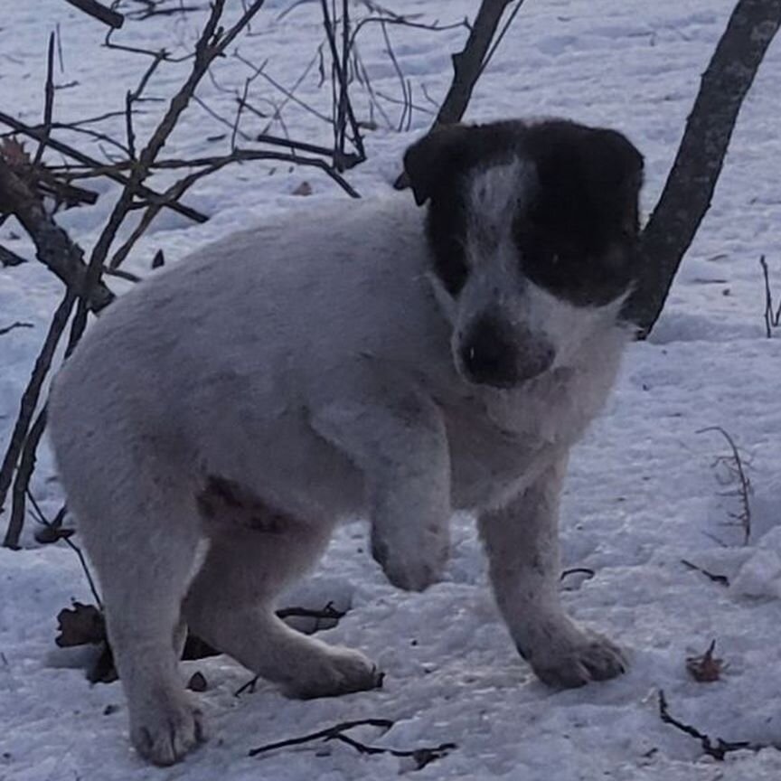 Щенок в добрые руки