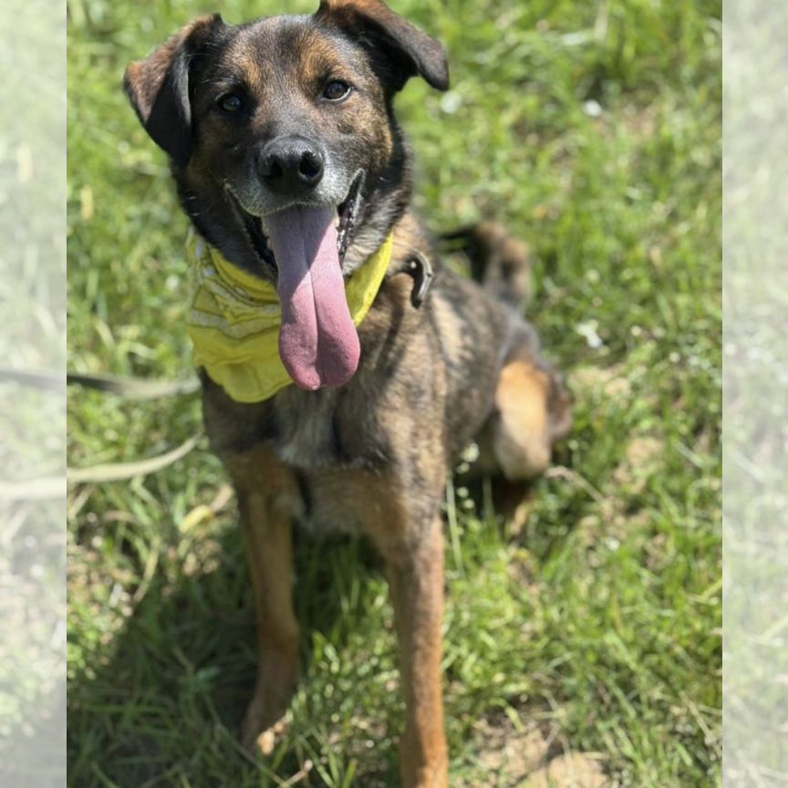 Взрослый пёс в добрые руки