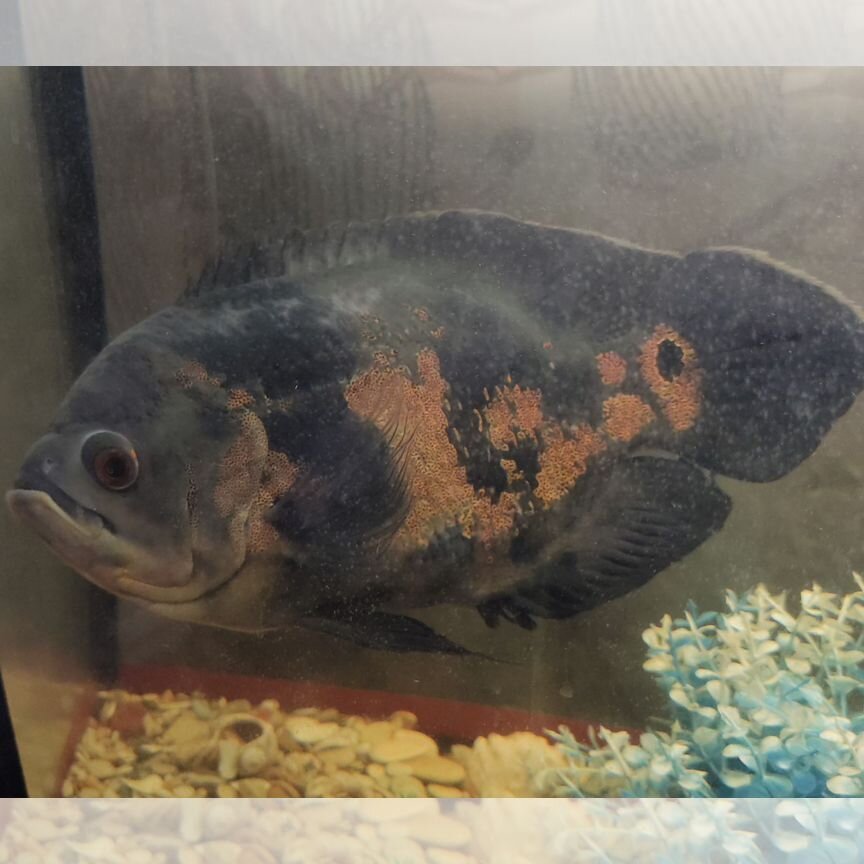 Астронотус