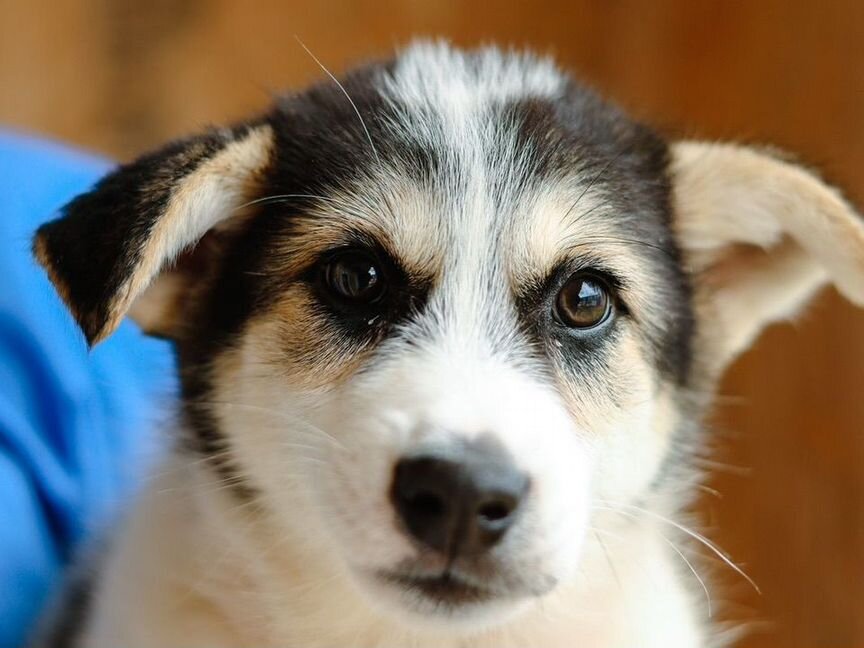 Малышка пропадет в приюте. Щенок в добрые руки