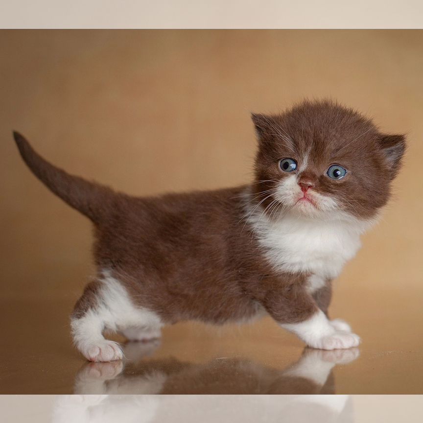 Британский мальчик шоколад биколор