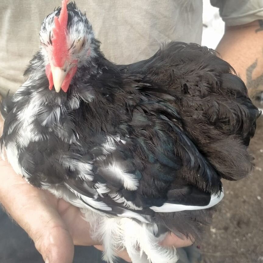 Петухи породные