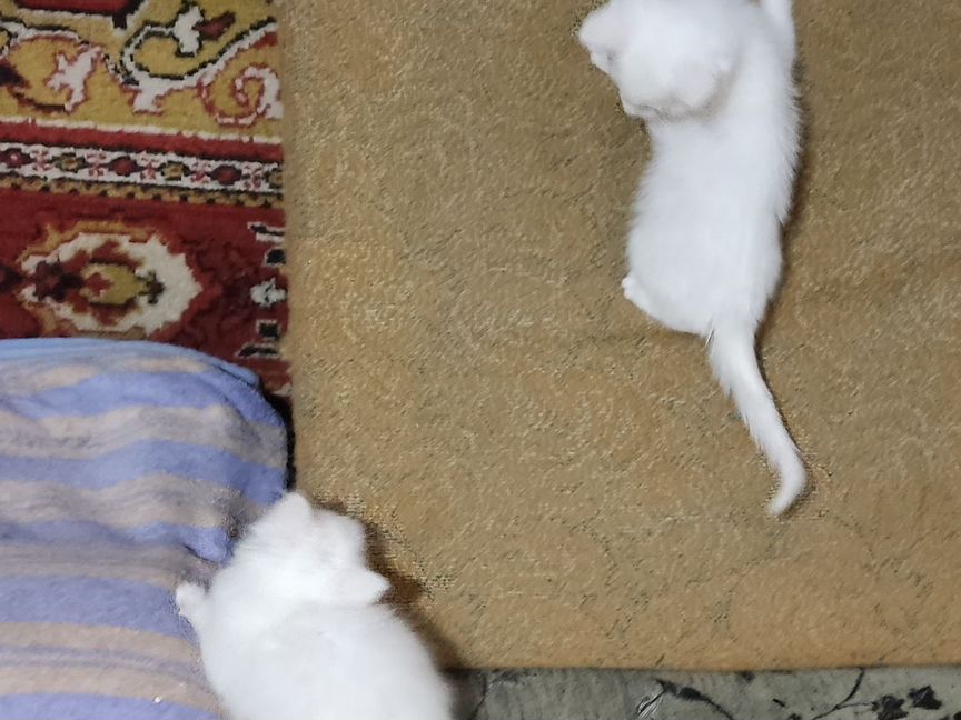 Маленькие белые кошечки, в заботливую семью