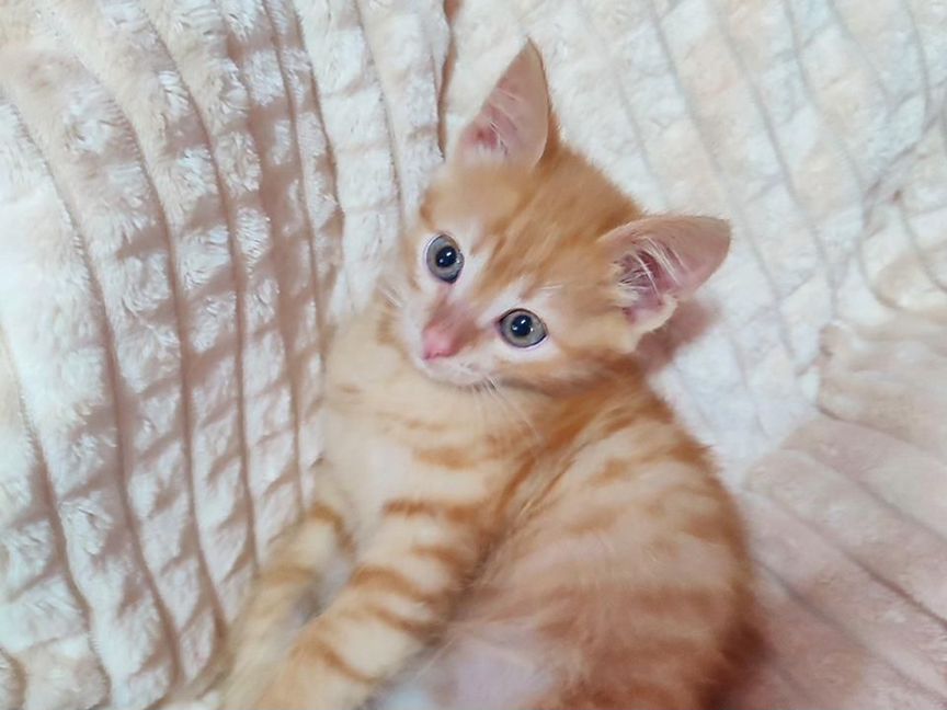 Кошка