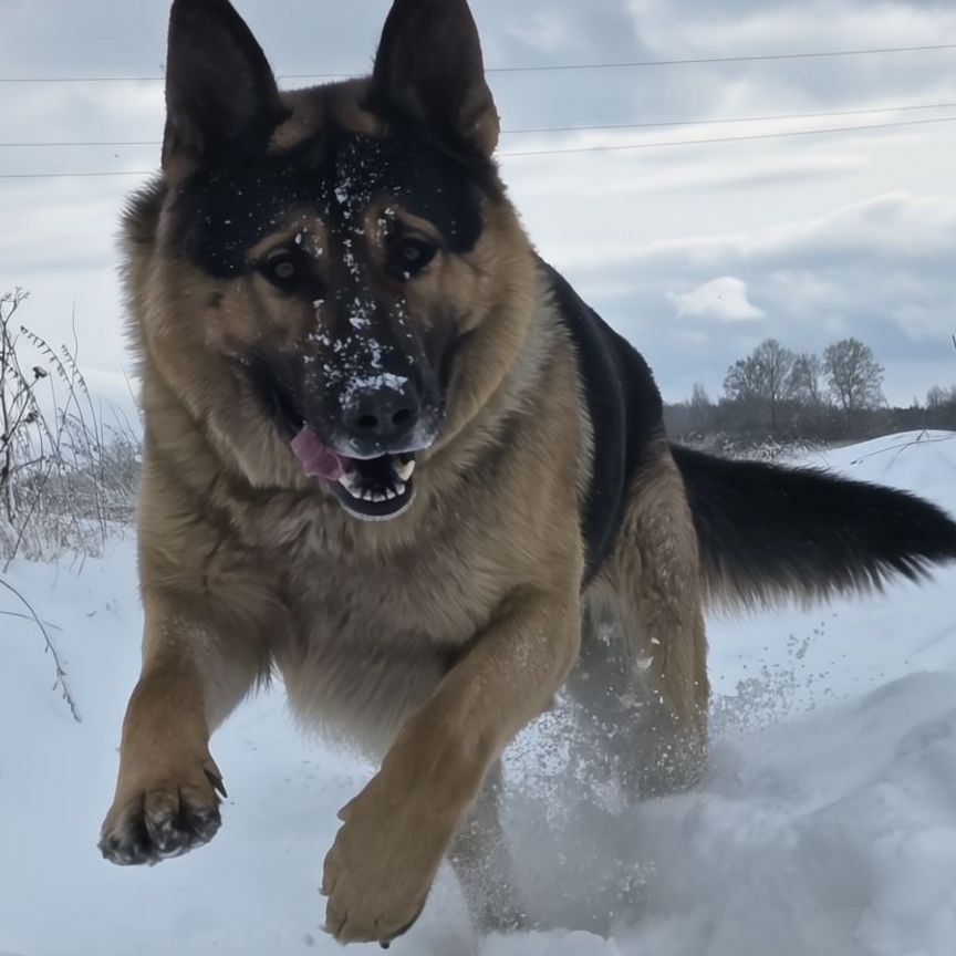 Немецкая овчарка, взрослый пёс
