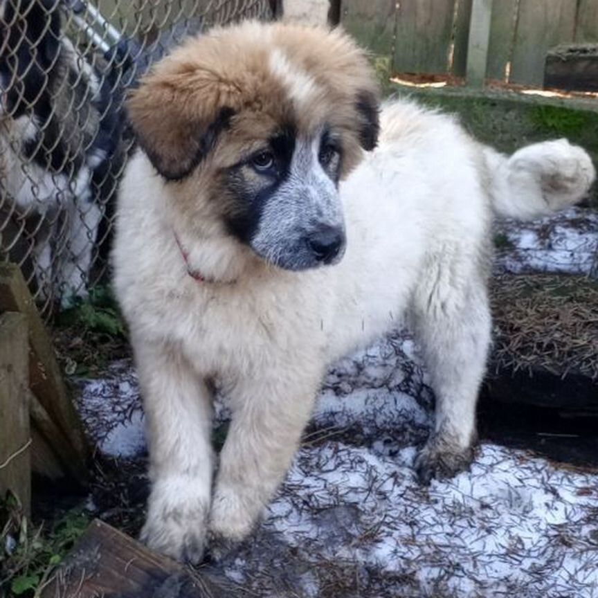 Щенок в добрые руки