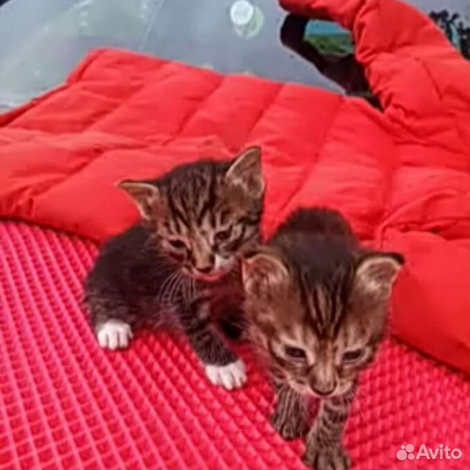 Славные короткохвостики