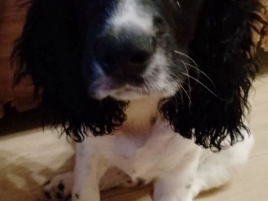 Русский охотничий спаниель