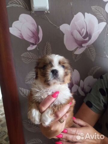 Щенки пикинеса