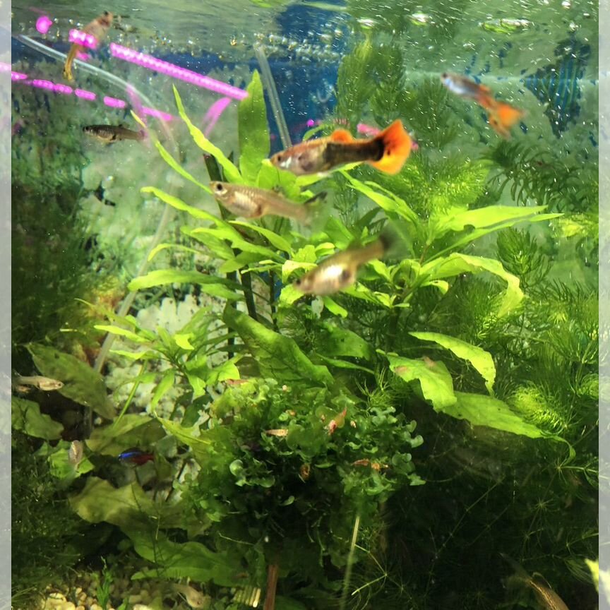 Мальки гуппи