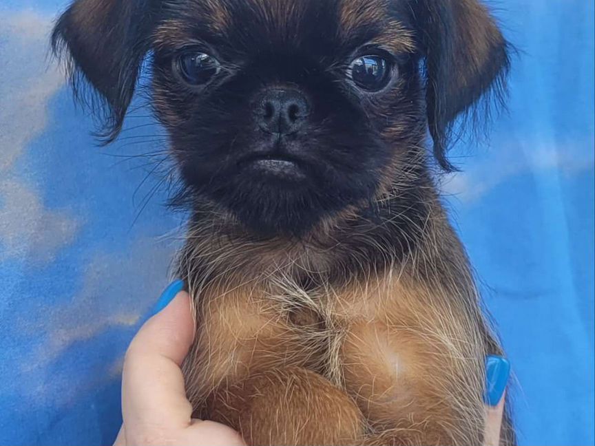 Класснючий мальчишка гриффон