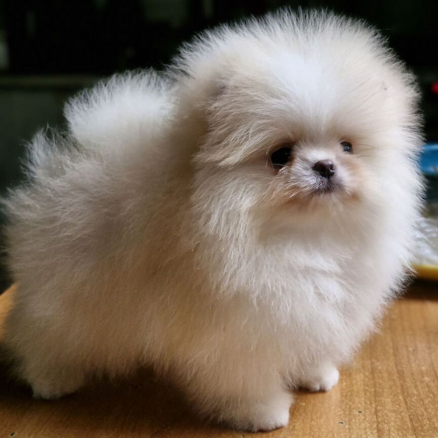 Померанский шпиц мальчик