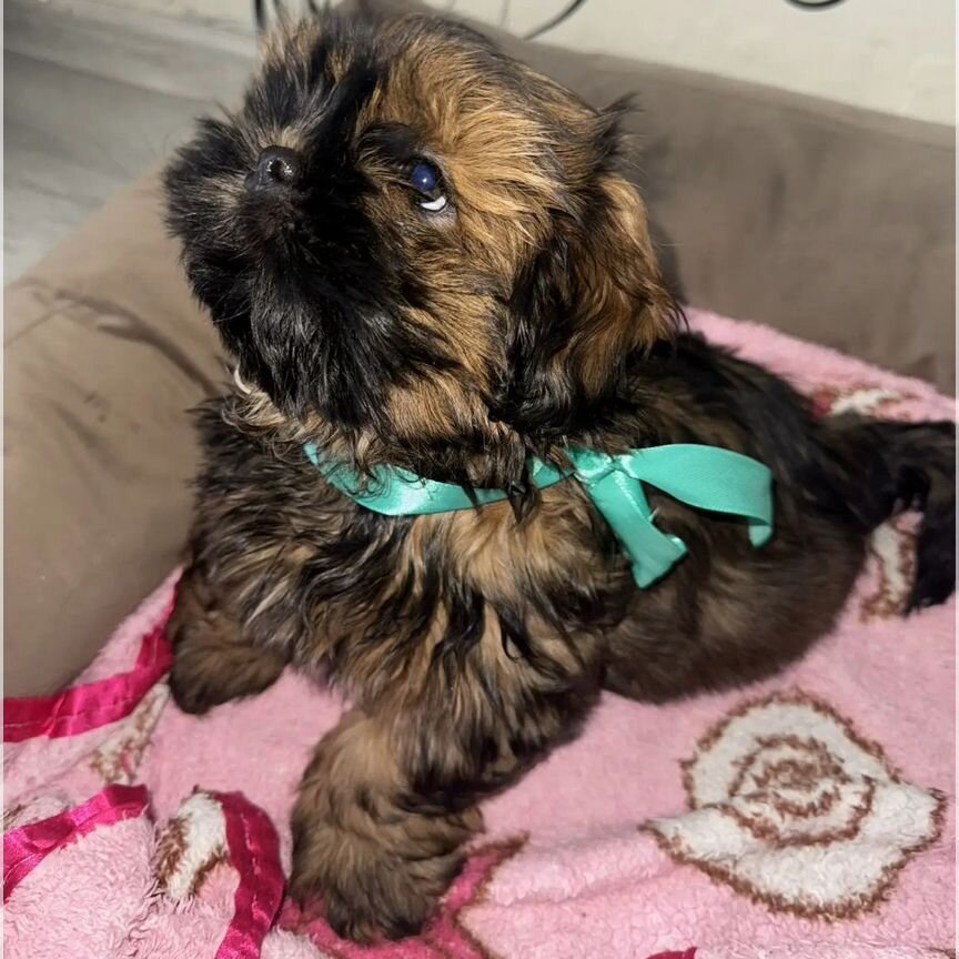 Ши-тцу, щенок