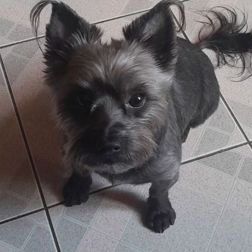 Йоркширский терьер, вязка