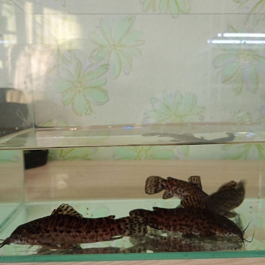 Аквариумные рыбки