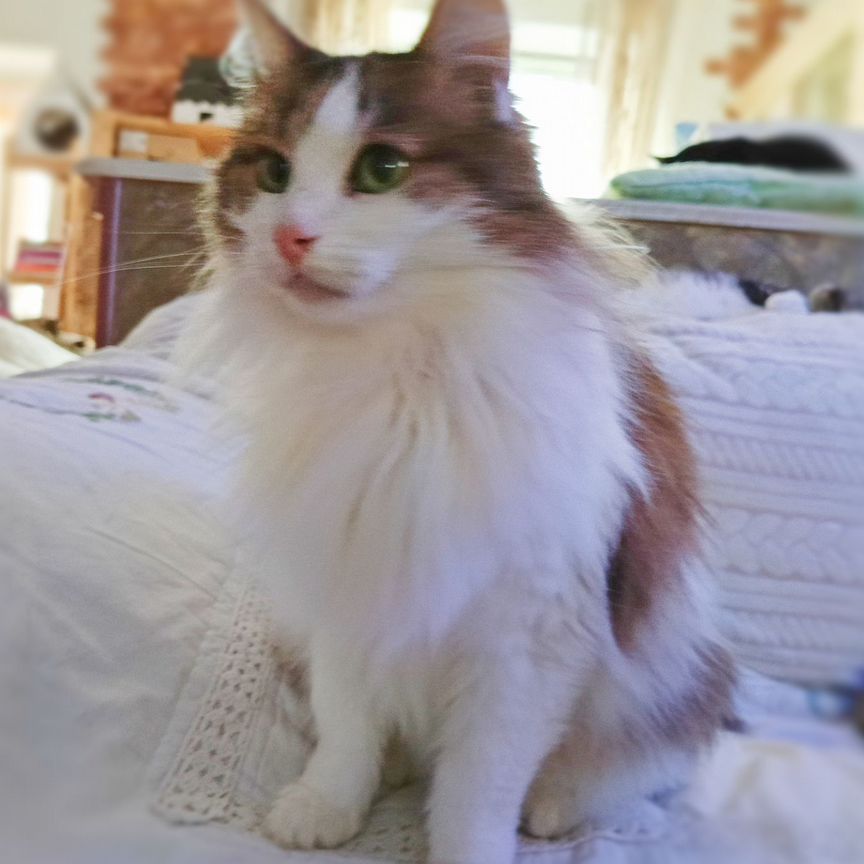 Кошка тип ангорка