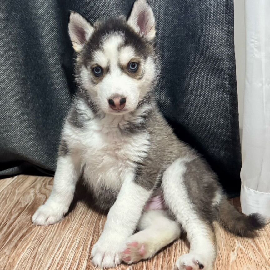 Сибирский хаски, щенок
