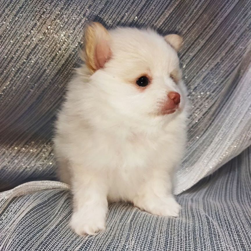 Карликовый немецкий шпиц