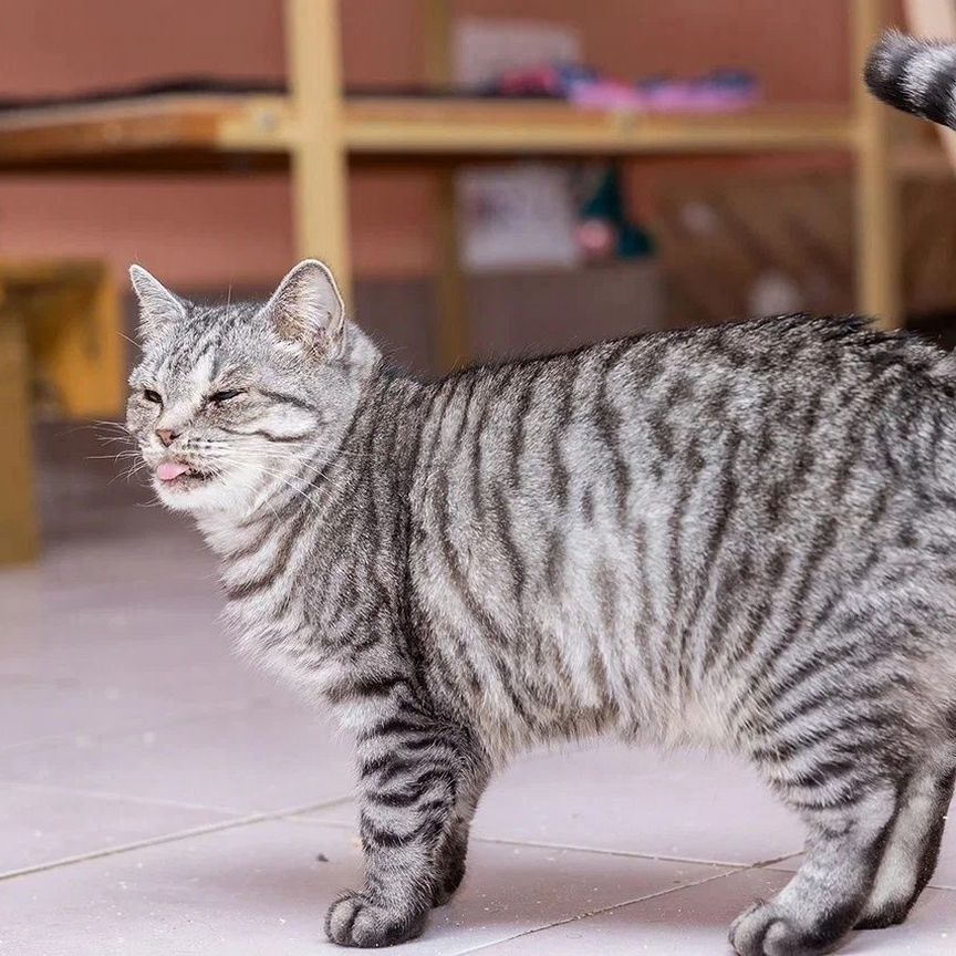 Кошечка в добрые руки. Толстушка Глаша