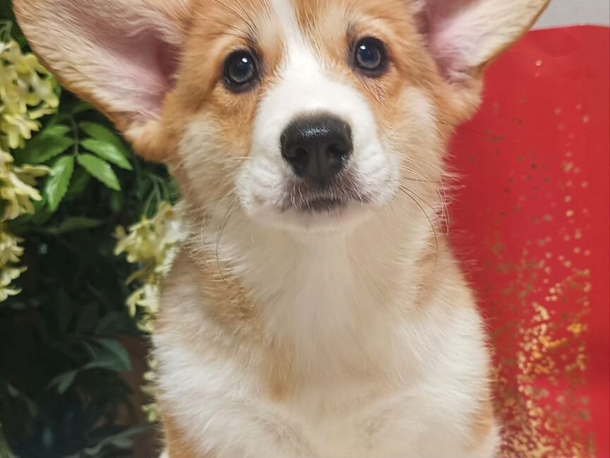 Коржик ищет дом