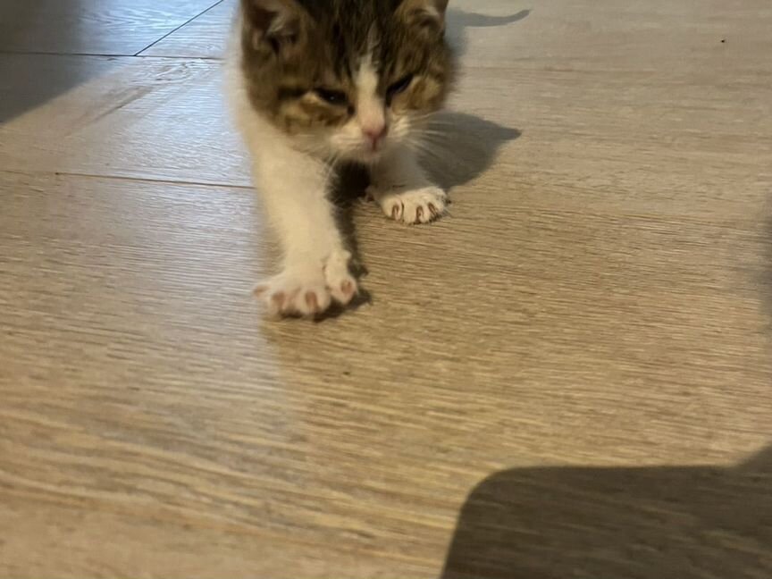 Котята в добрые руки бесплатно