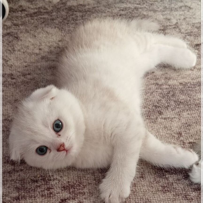 Шотландский вислоухий короткошёрстный котёнок