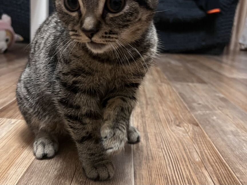 Шотландская кошечка