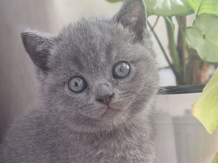 Британская голубая кошка