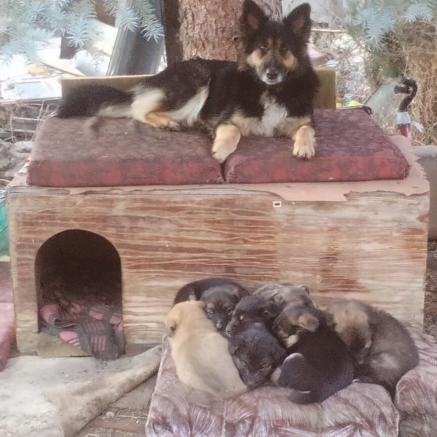 Немецкая овчарка, щенок