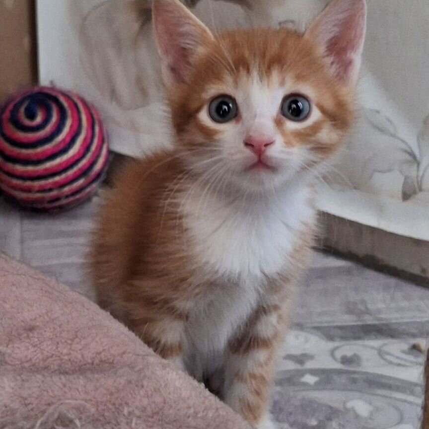 Котёнок в добрые руки