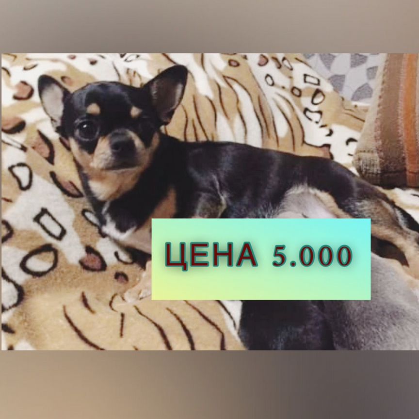 Щенки от чихуа,помесь