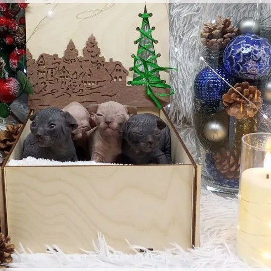 Канадский сфинкс котёнок