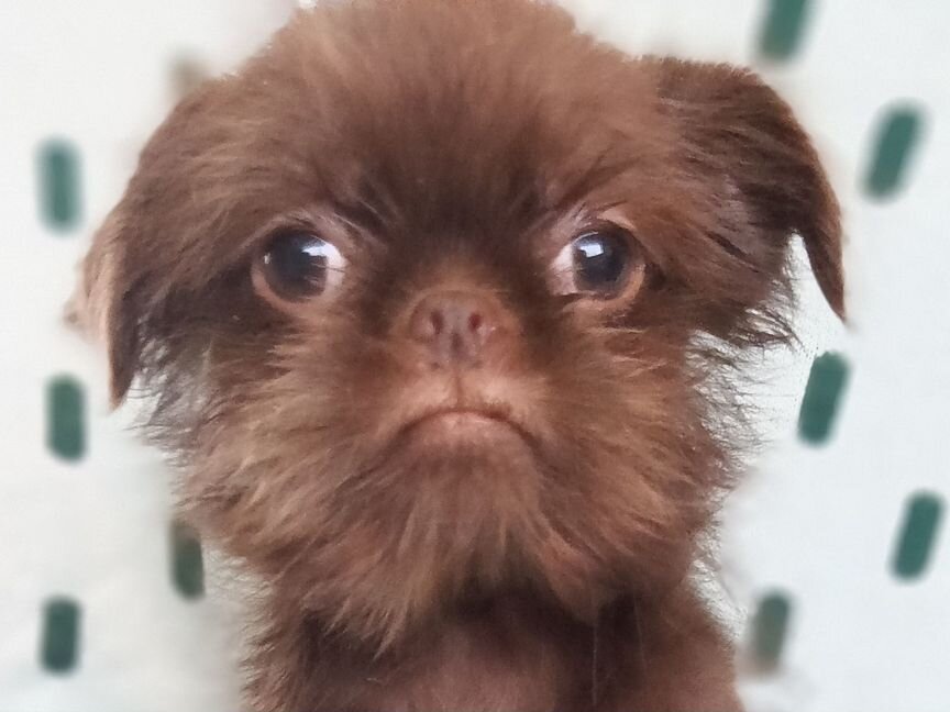 Щенок Бельгийский гриффон шоколадный мальчик
