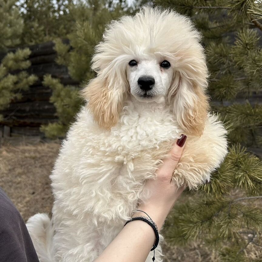 Пудель, щенок