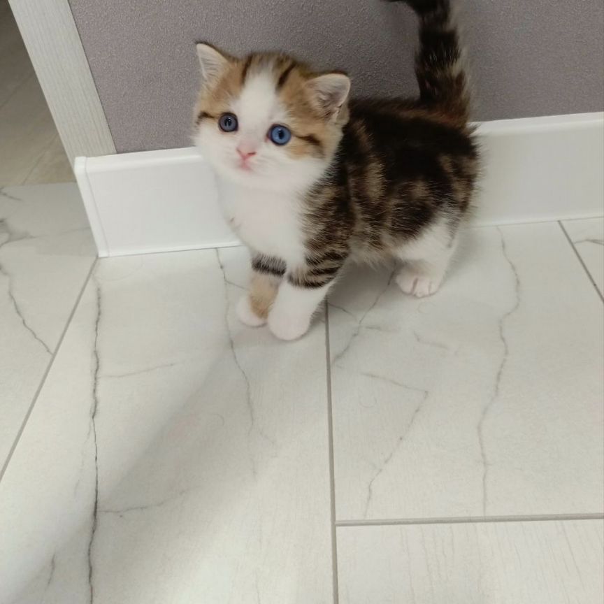Шотландские котята
