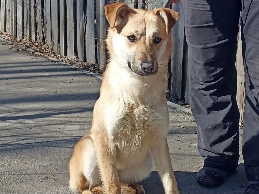 Красивая некрупная собачка в дар