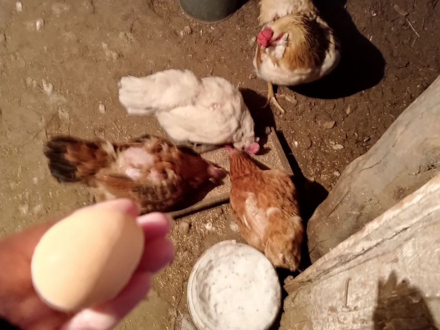 Куры несушки продам