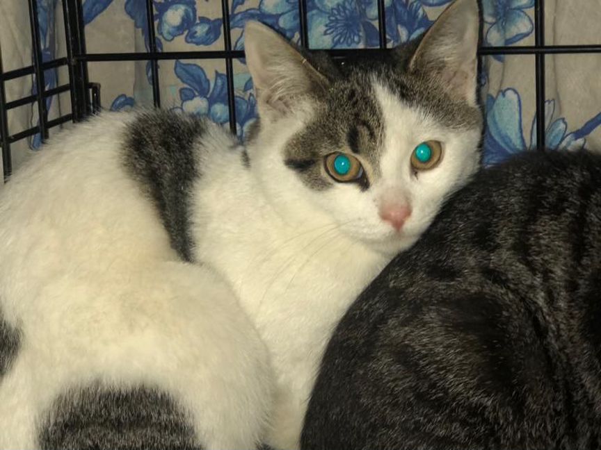 Котенок мальчик 3,5 мес
