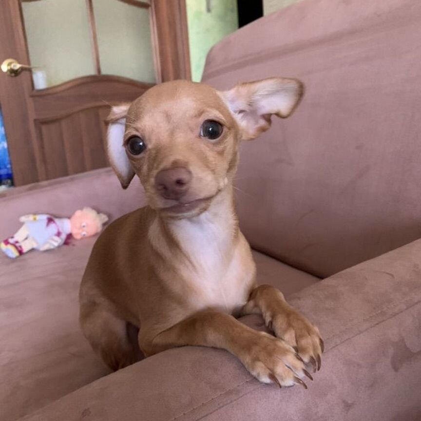 Вязка Той-терьер