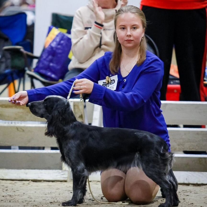 Русский охотничий спаниель, щенок