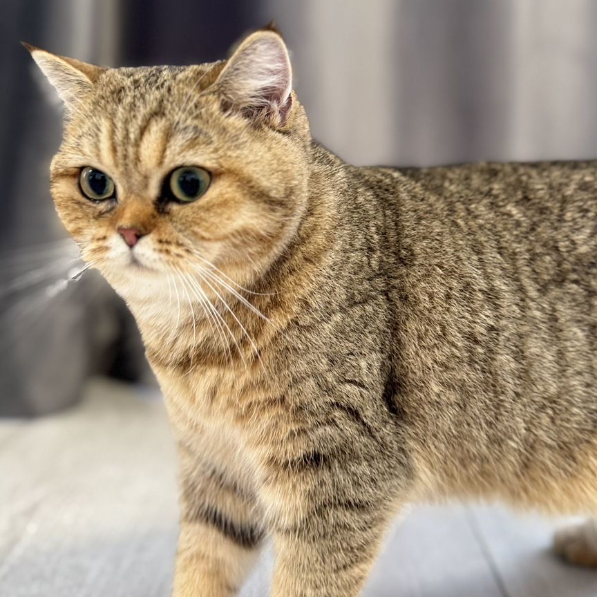 Кошка на вязку шиншилла