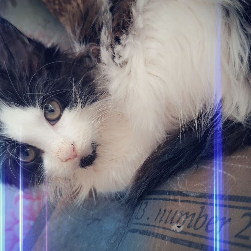 Котята мейн-кун