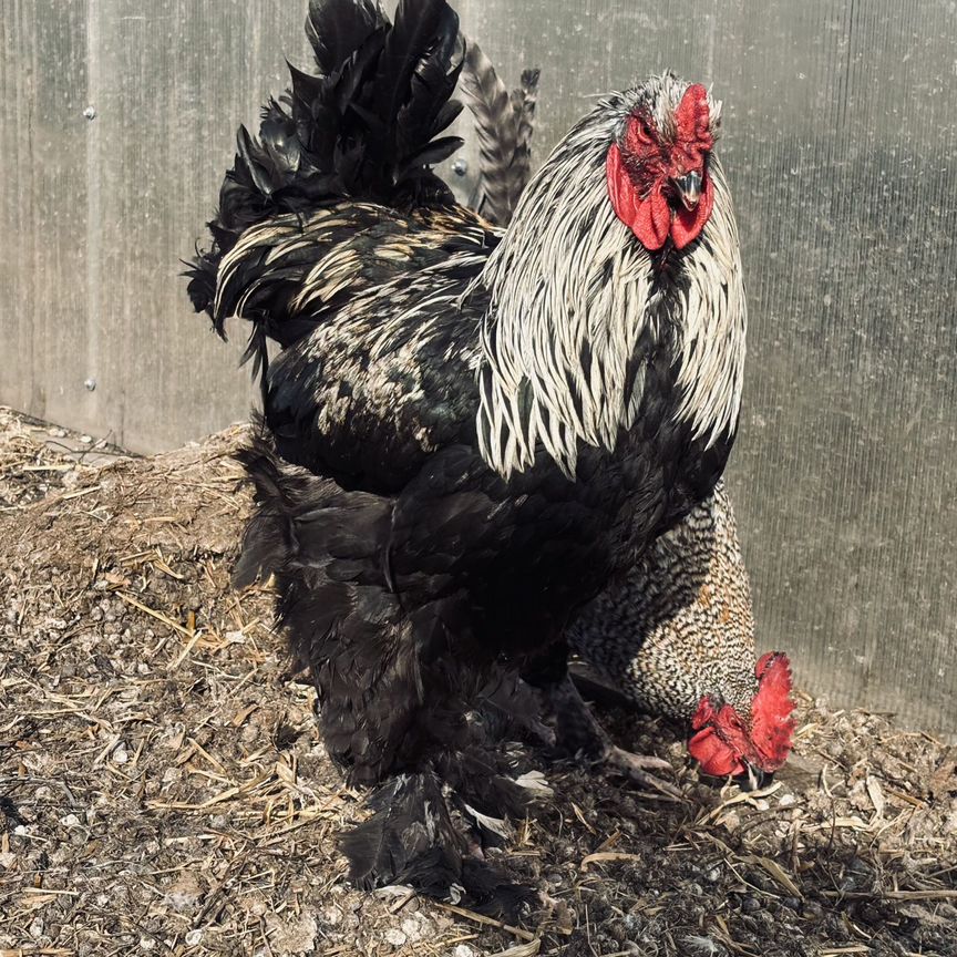 Брама, петухи