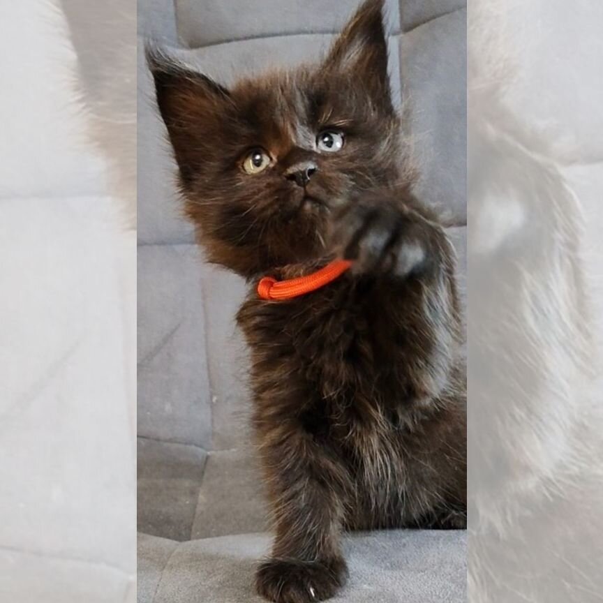Мейн-кун котёнок