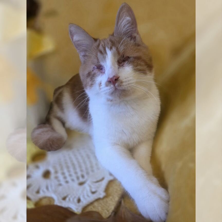 Котёнок в добрые руки