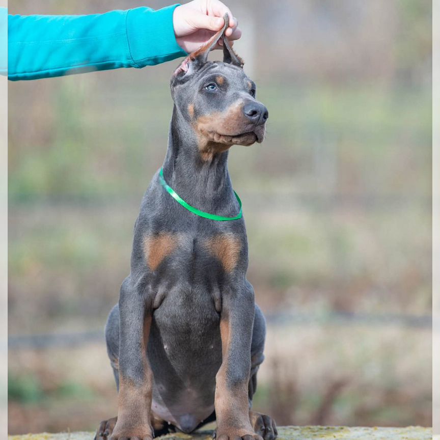 Доберман, щенок