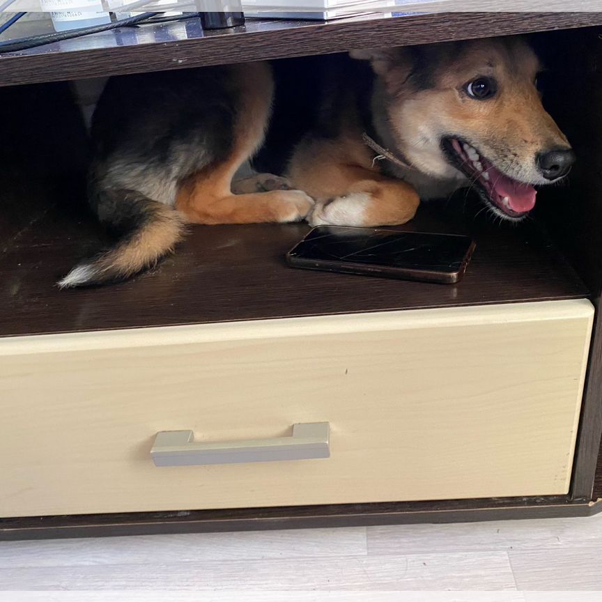 Щенок в добрые руки